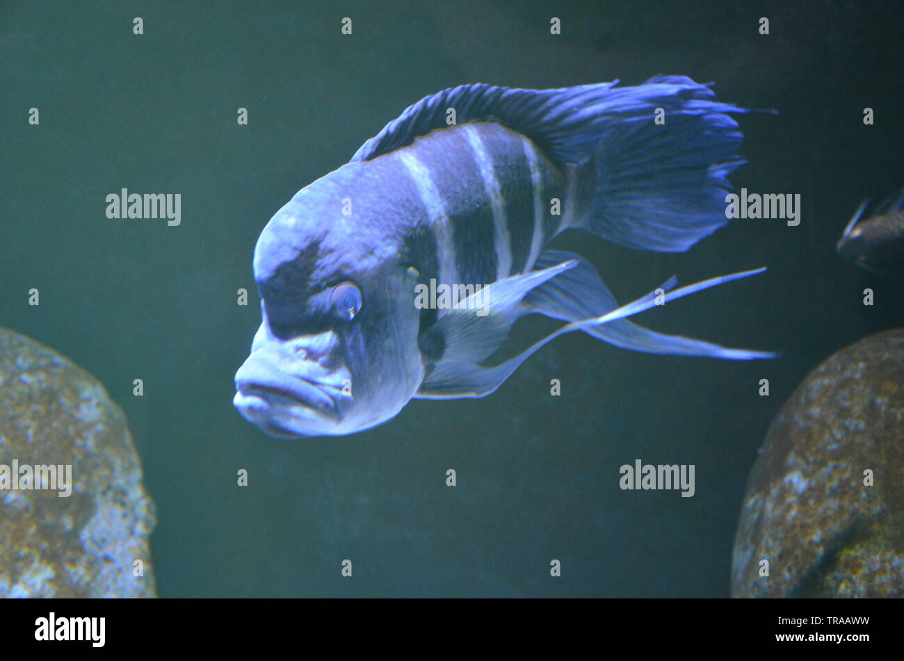 Tropical fish in aquarium, Berlin Stock Photo - Alamy