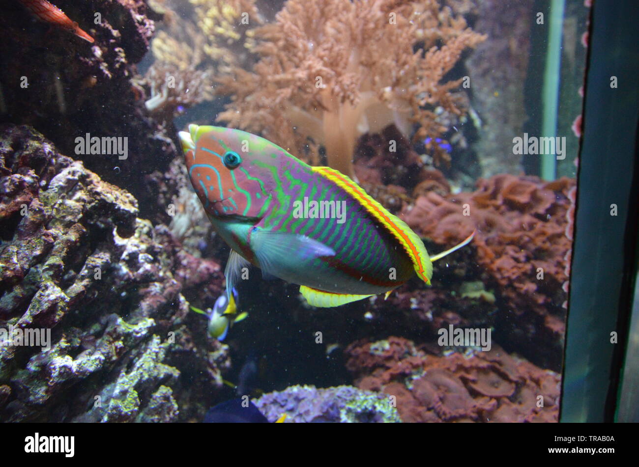 Tropical fish in aquarium, Berlin Stock Photo - Alamy