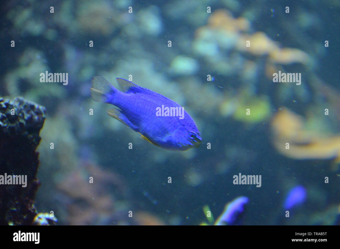 Tropical fish in aquarium, Berlin Stock Photo - Alamy