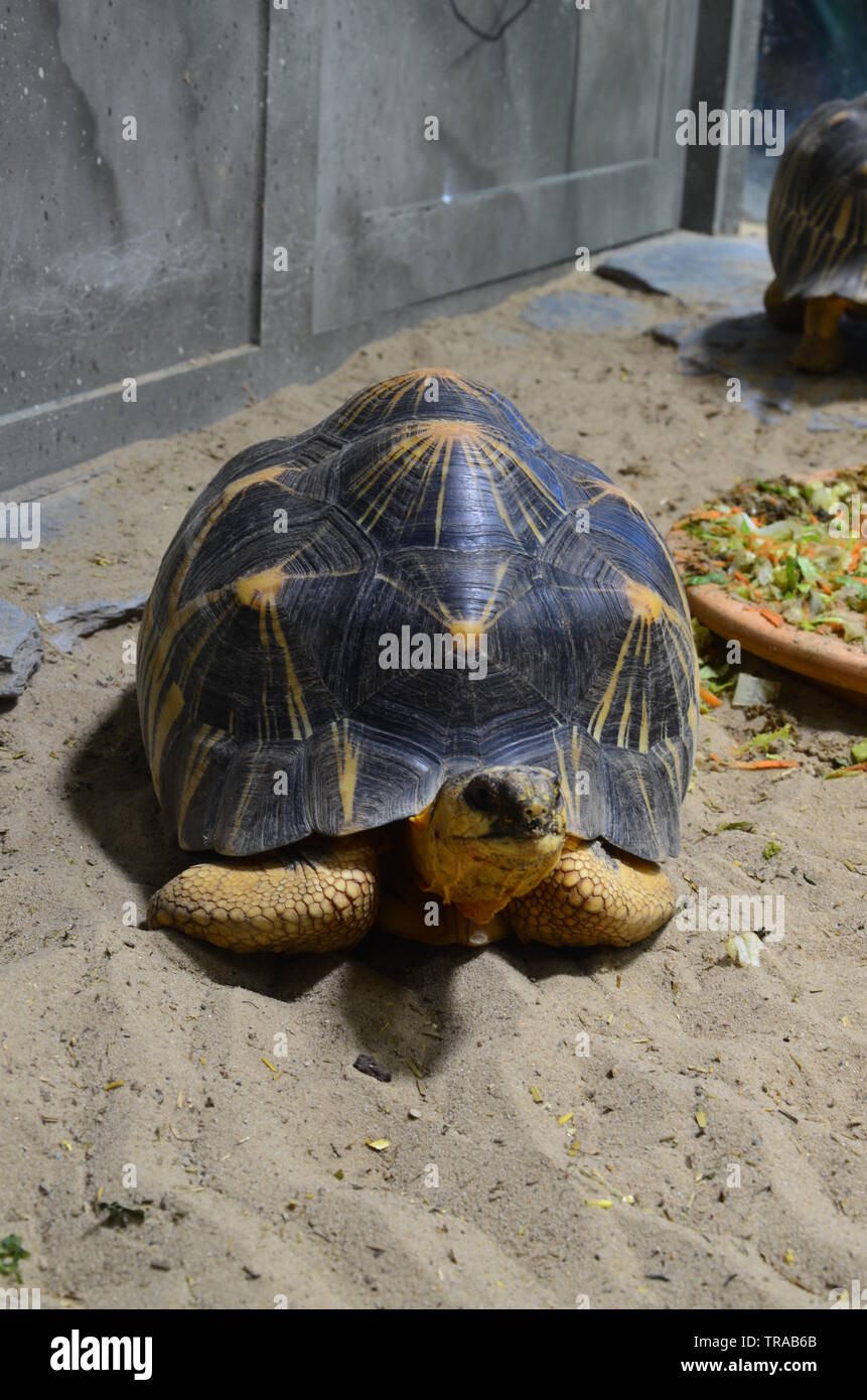Land Tortoise walking in Sand Stock Photo - Alamy