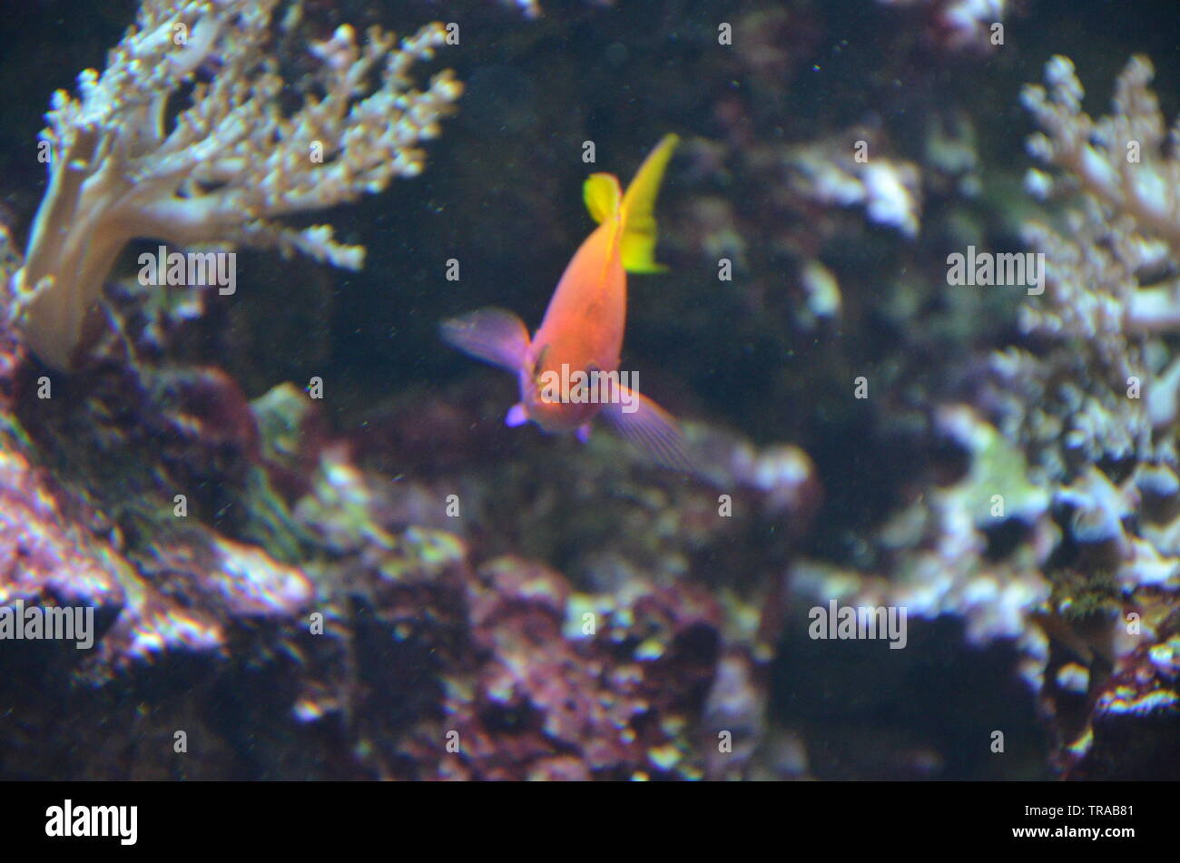 Tropical fish in aquarium, Berlin Stock Photo - Alamy