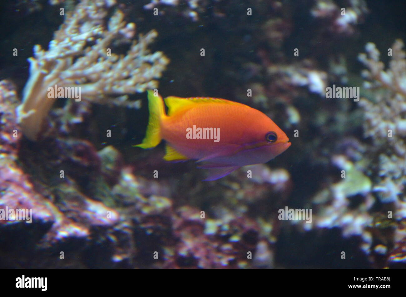 Tropical fish in aquarium, Berlin Stock Photo - Alamy