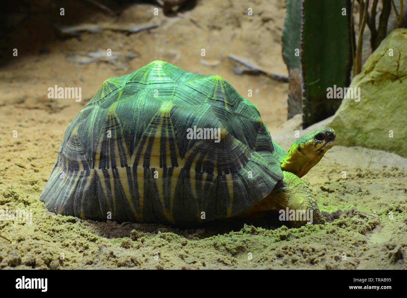 Land Tortoise walking in Sand Stock Photo - Alamy