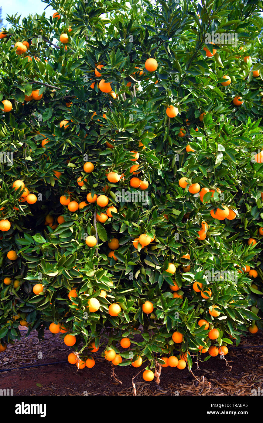Bunches of oranges hi-res stock photography and images - Alamy