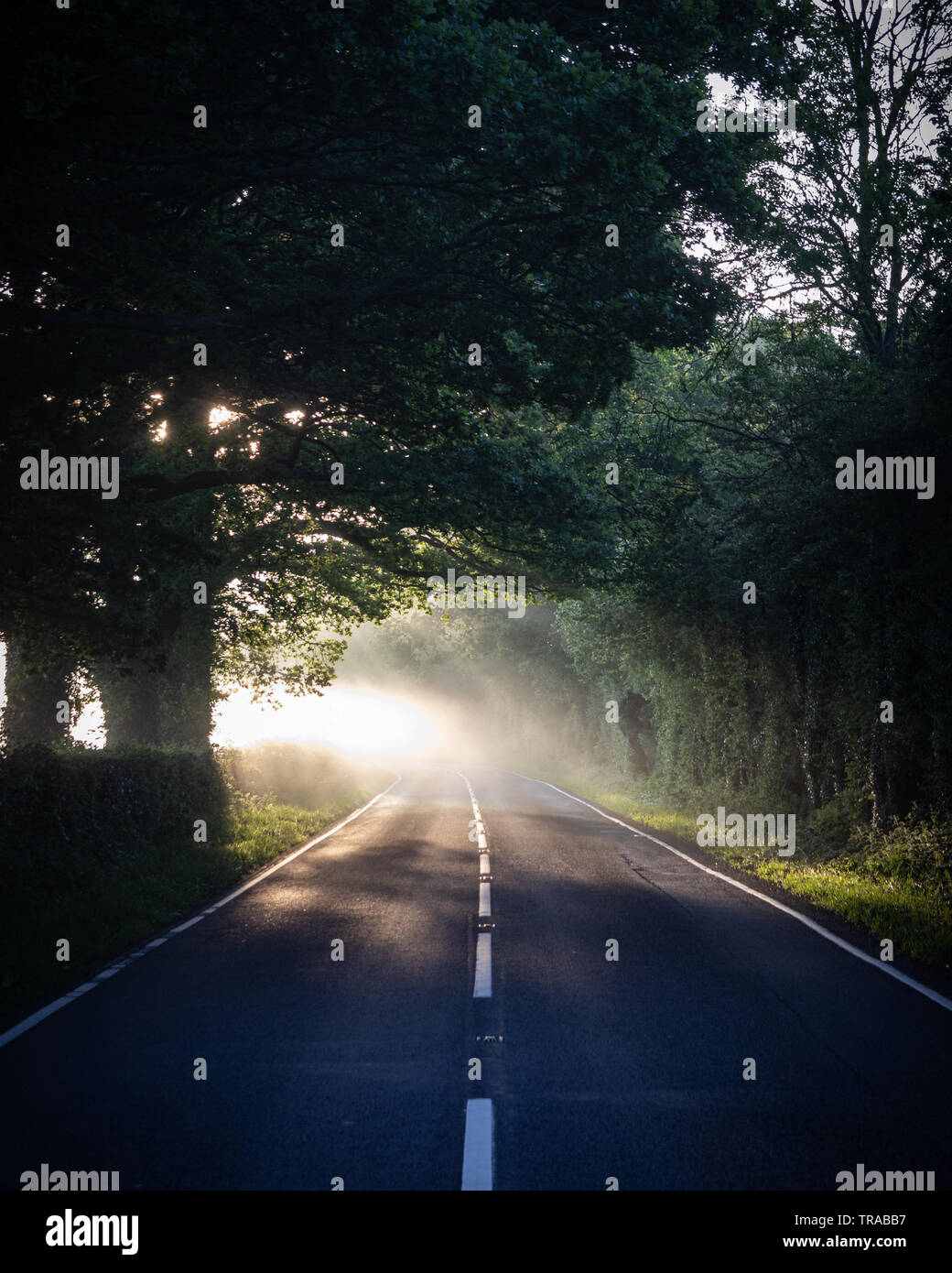 Morning light rays shining through trees onto a misty country road ...