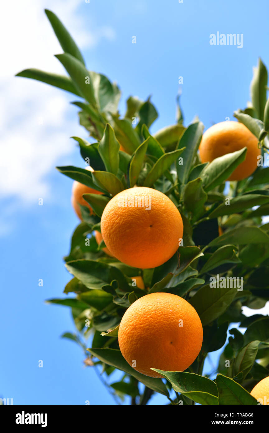 Bunches of oranges hi-res stock photography and images - Alamy