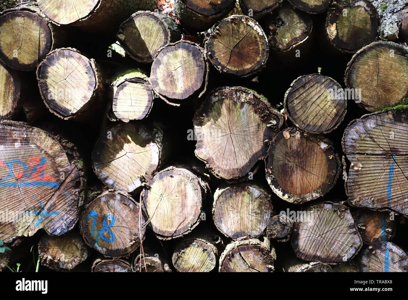 Close up view on detailed wooden plank and log surfaces in high ...