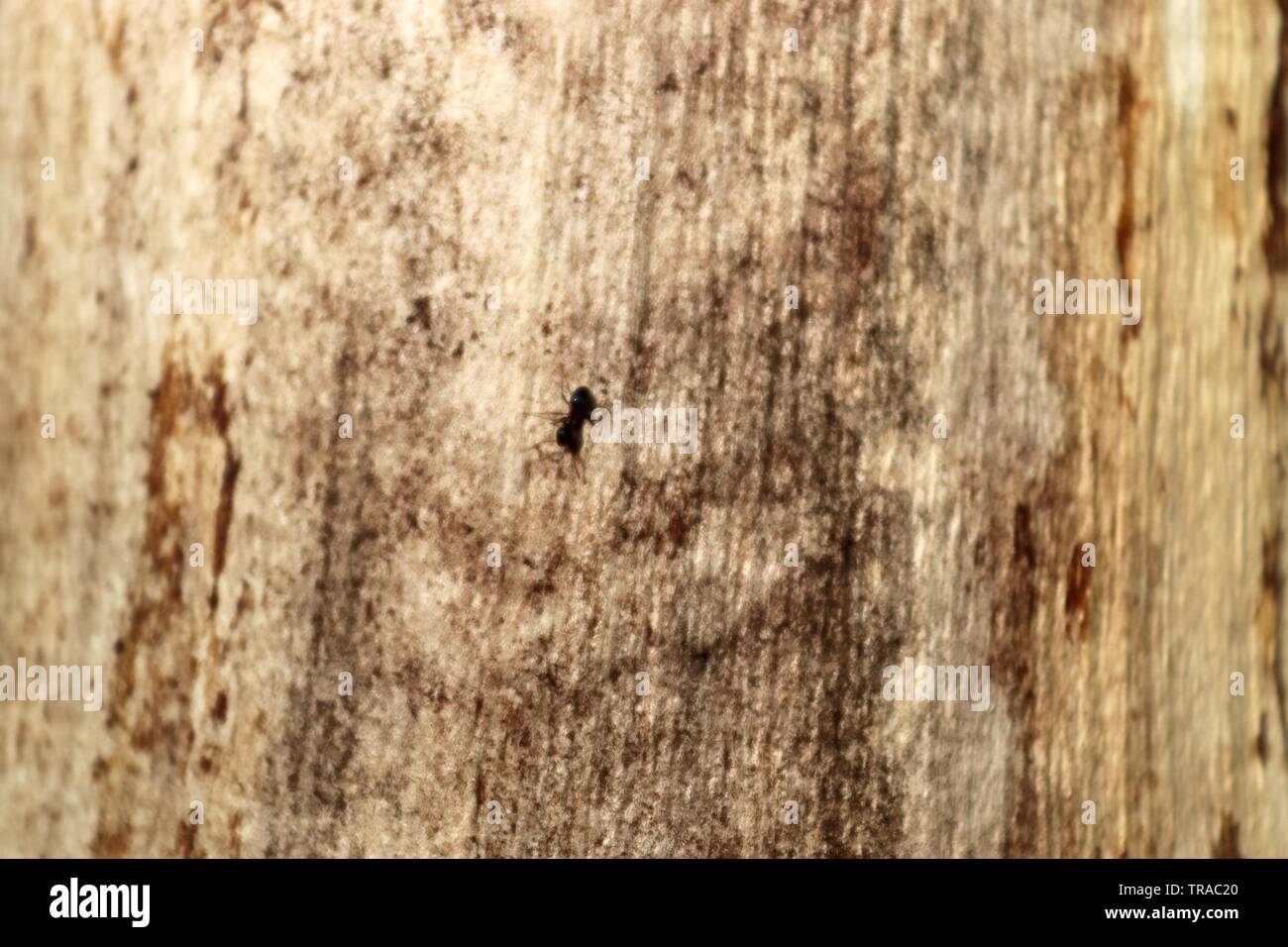 Close up view on detailed wooden plank and log surfaces in high ...