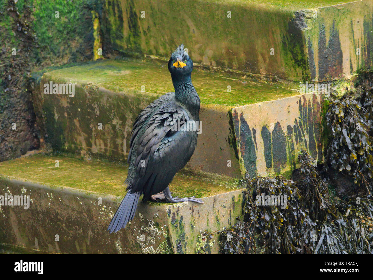 Shag Harbour High Resolution Stock Photography and Images - Alamy