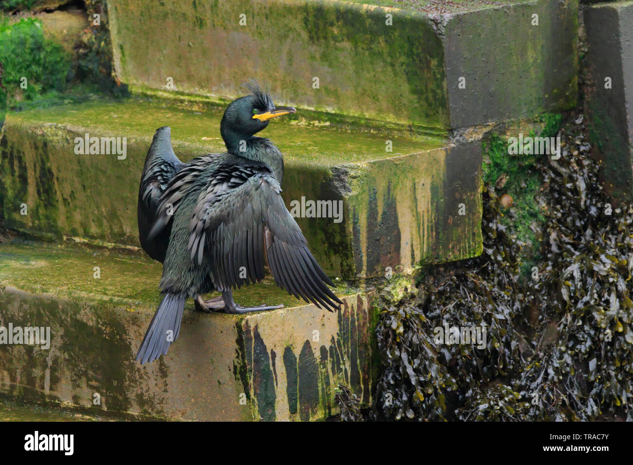 Shag Harbour High Resolution Stock Photography and Images - Alamy