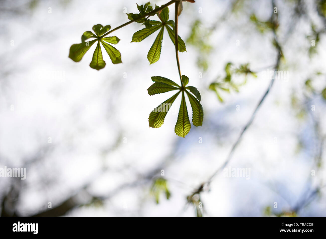 Fresh growing budds and leaves on trees in spring sunshine, new life ...