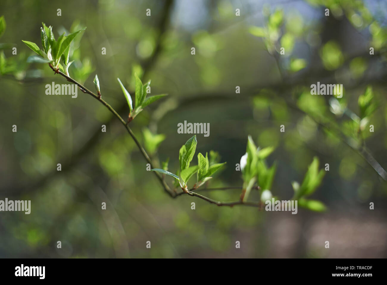 Fresh growing budds and leaves on trees in spring sunshine, new life ...