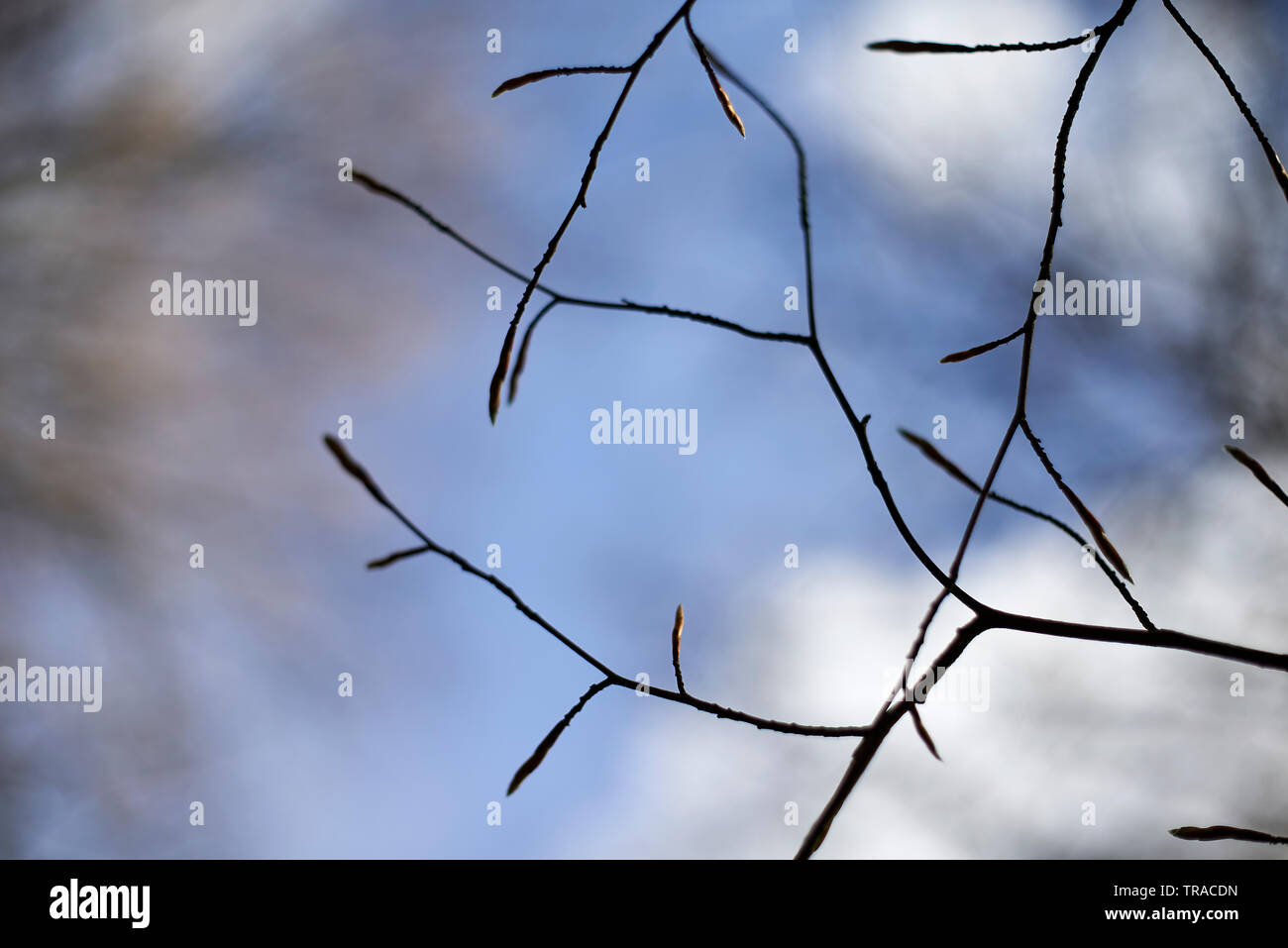 Fresh growing budds and leaves on trees in spring sunshine, new life ...