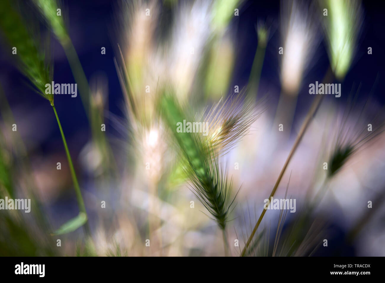 Semolina wheat plant hi-res stock photography and images - Alamy