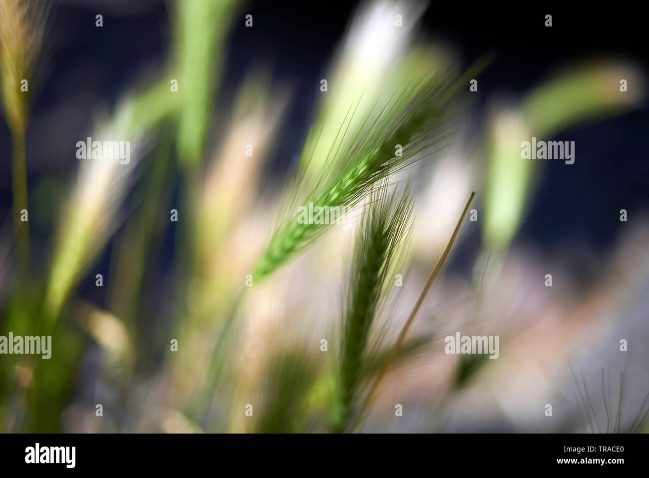 Close up a freshly growing stems of wheat in a field in spring sunshine ...