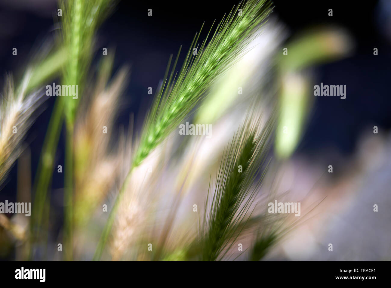 Semolina wheat plant hi-res stock photography and images - Alamy