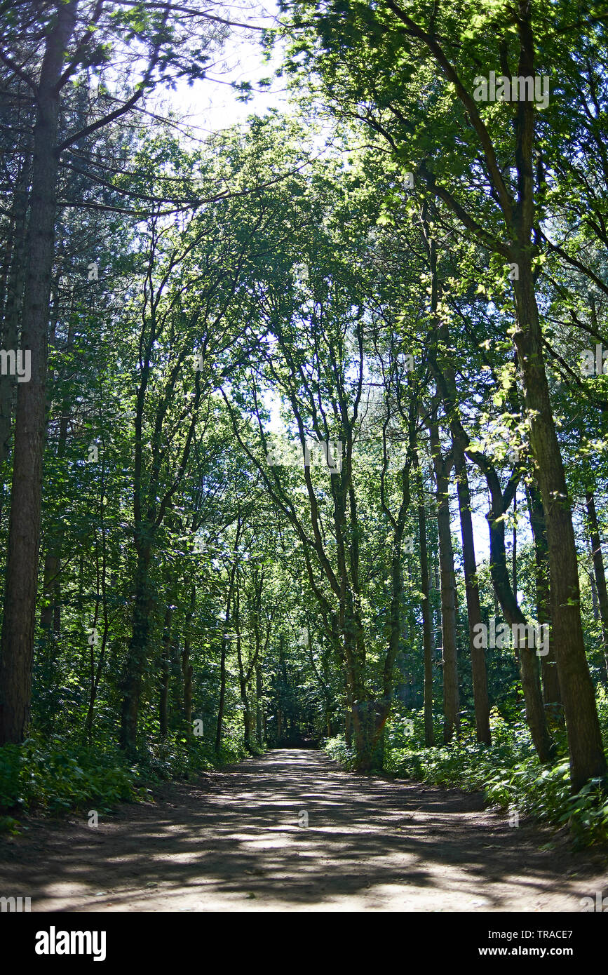 Stunning spring landscape of bare tree branches with new leaves in the ...