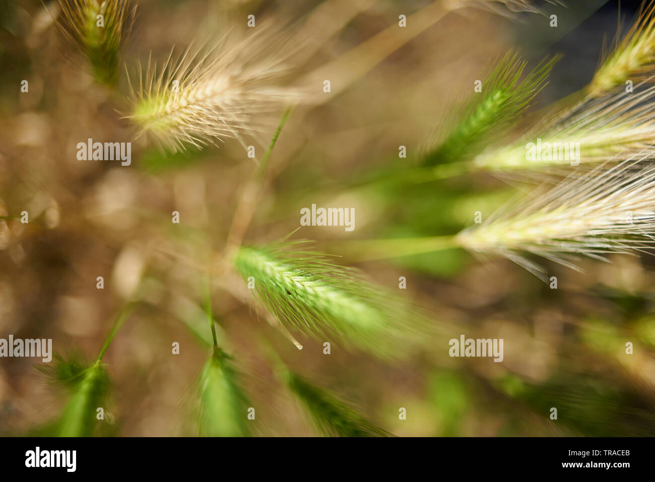 Semolina wheat plant hi-res stock photography and images - Alamy