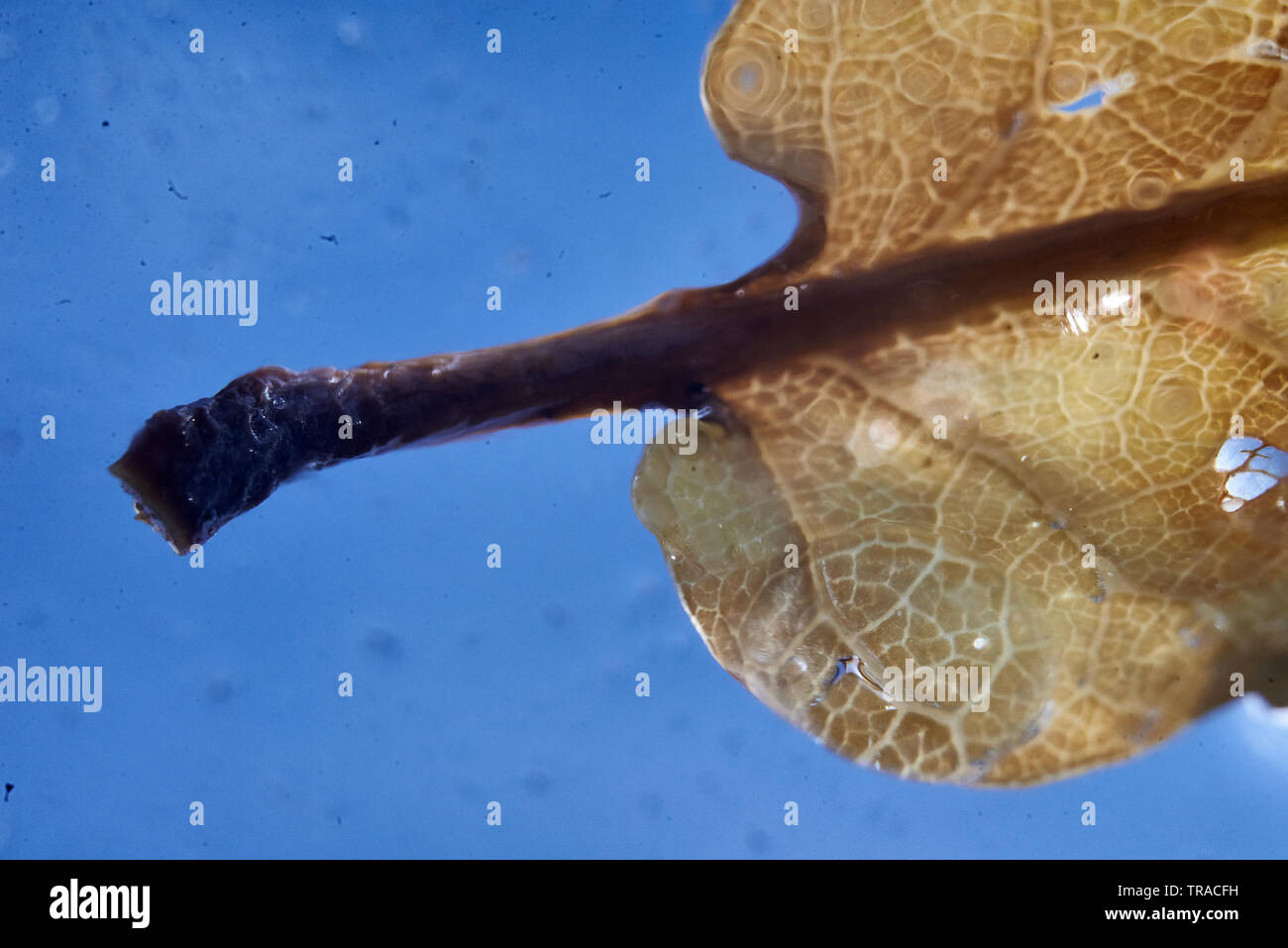 Welting hi-res stock photography and images - Alamy