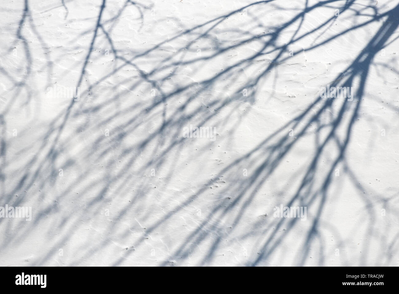 Tree shadow on snowy landscape at sunny day Stock Photo - Alamy