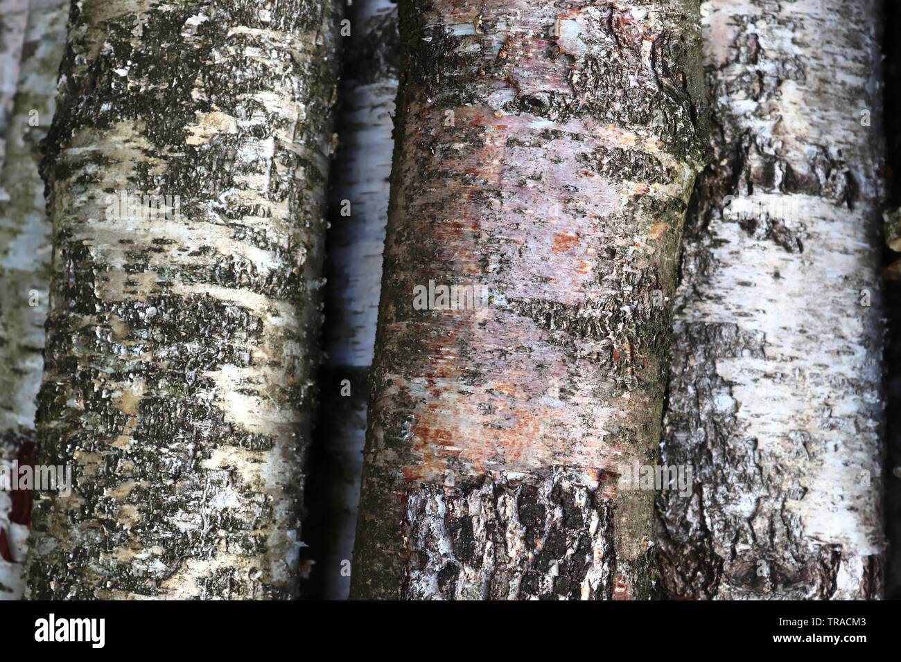 Close up view on detailed wooden plank and log surfaces in high ...