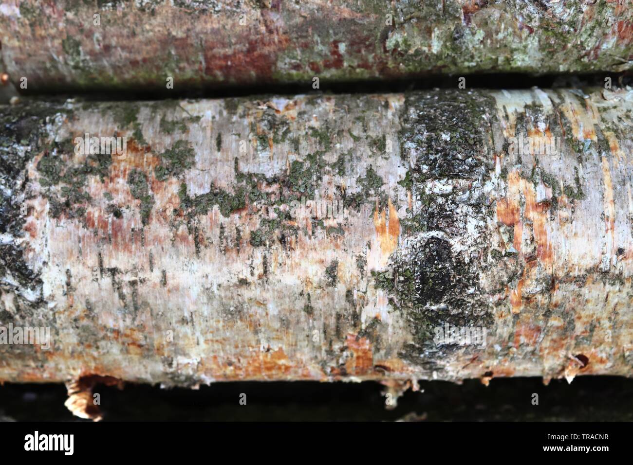 Close up view on detailed wooden plank and log surfaces in high ...