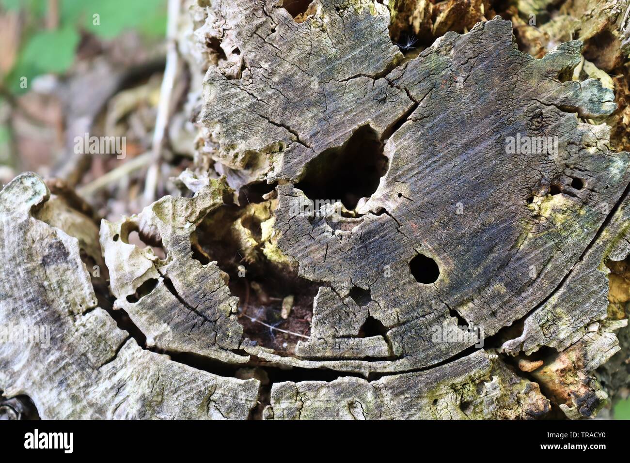 Close up view on detailed wooden plank and log surfaces in high ...