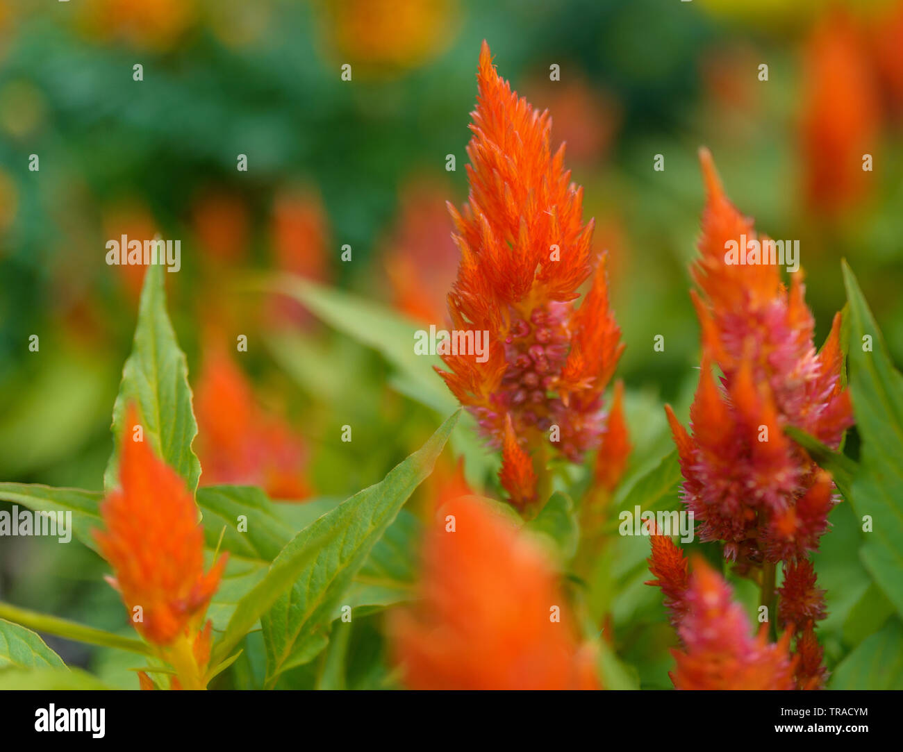 Celosia cristata field hi-res stock photography and images - Alamy