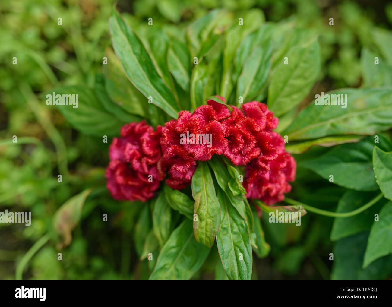Plumed cockscomb flowers (Celosia Cristata). Selective focus with ...