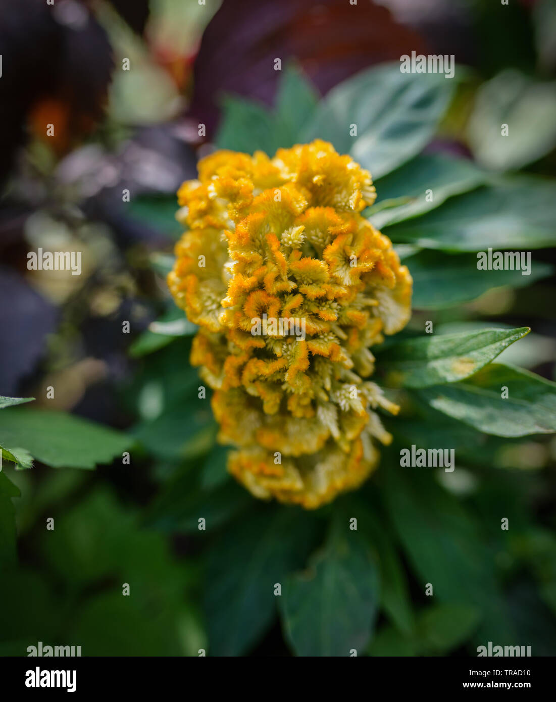Celosia cristata cockscomb hi-res stock photography and images - Alamy