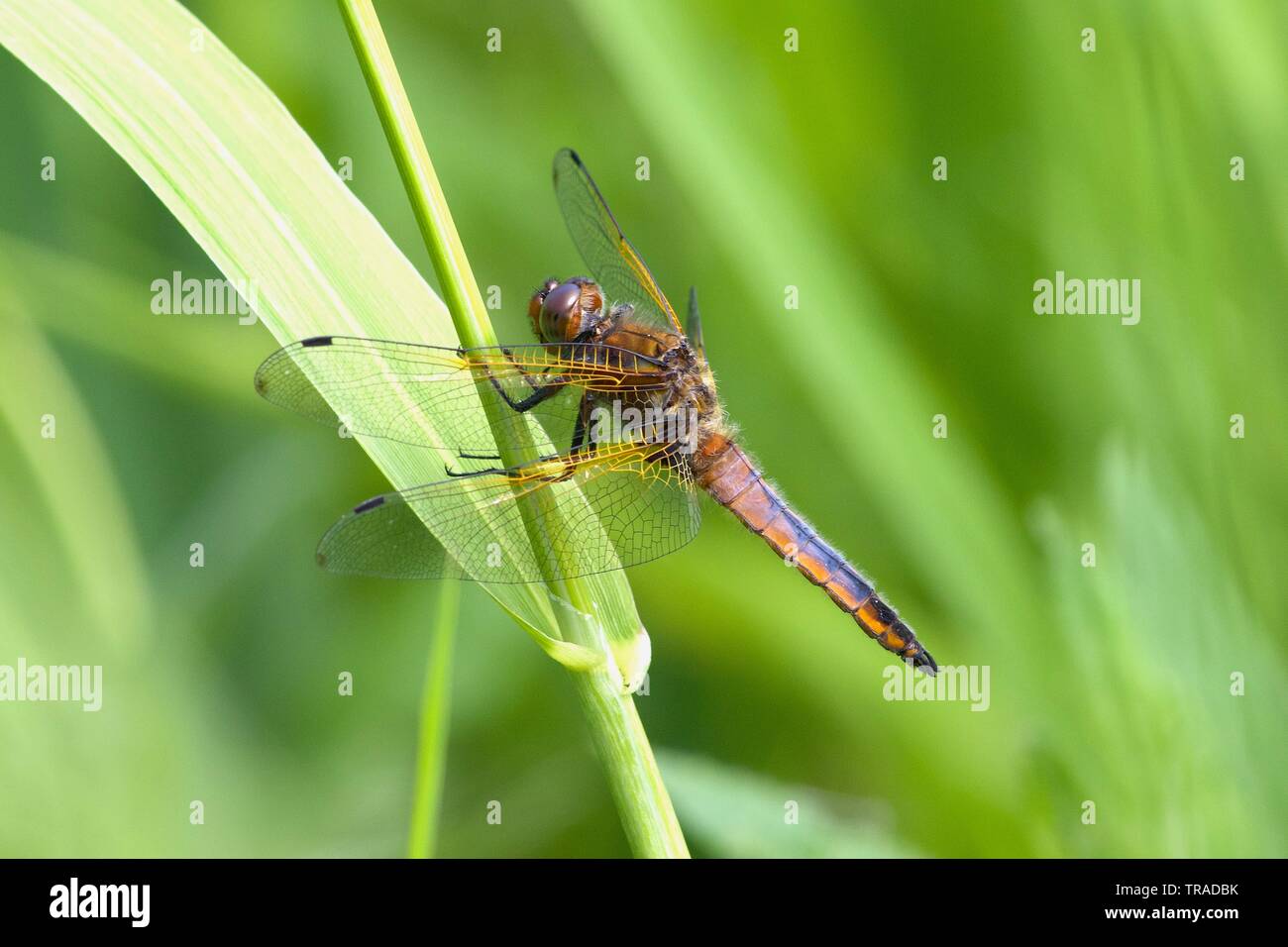 Male Scarce Chaser, Libellula fulva, resting on stem Stock Photo - Alamy