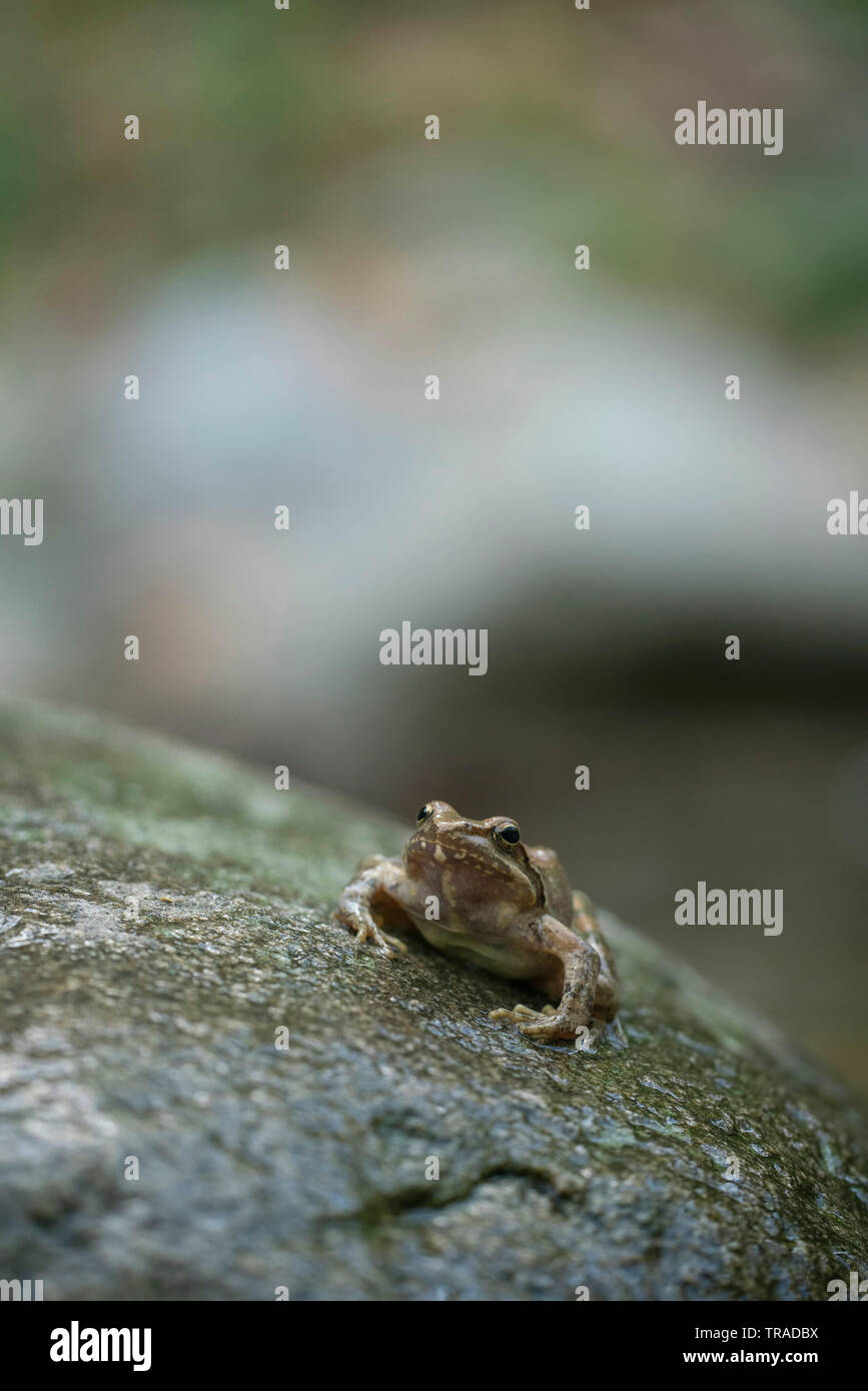 True frog hi-res stock photography and images - Alamy