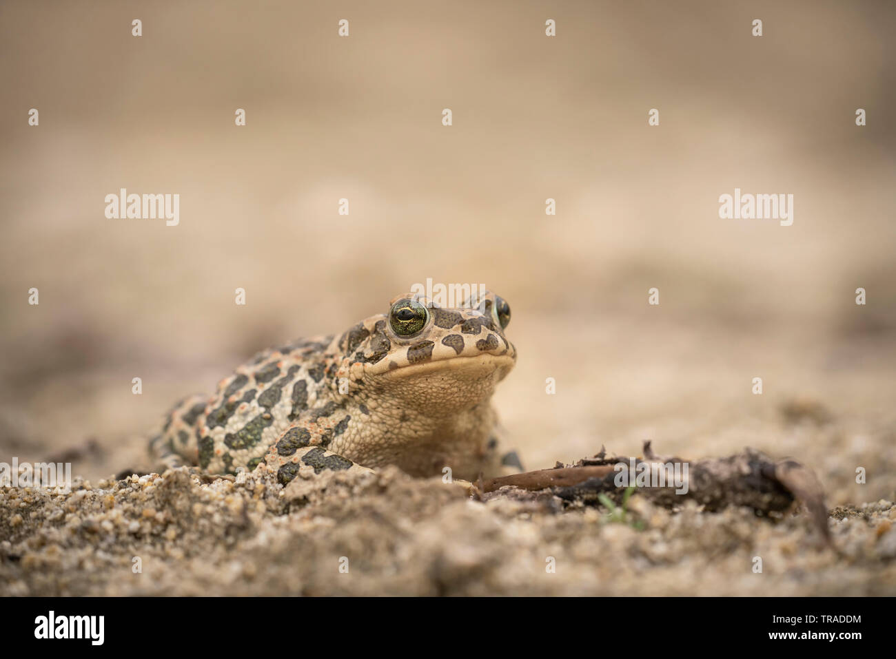 European green toad, Bufo viridis,on sandy soil at the edge of the ...