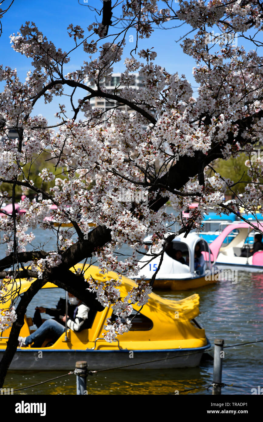 Ueno lake hi-res stock photography and images - Alamy