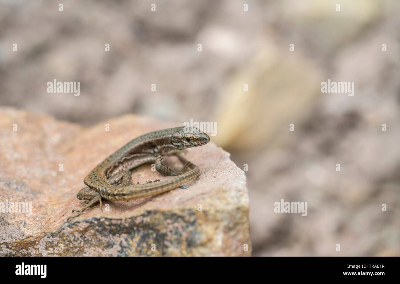Common wall lizard, Podarcis muralis,on rocky ledge in Bulgaria Stock ...
