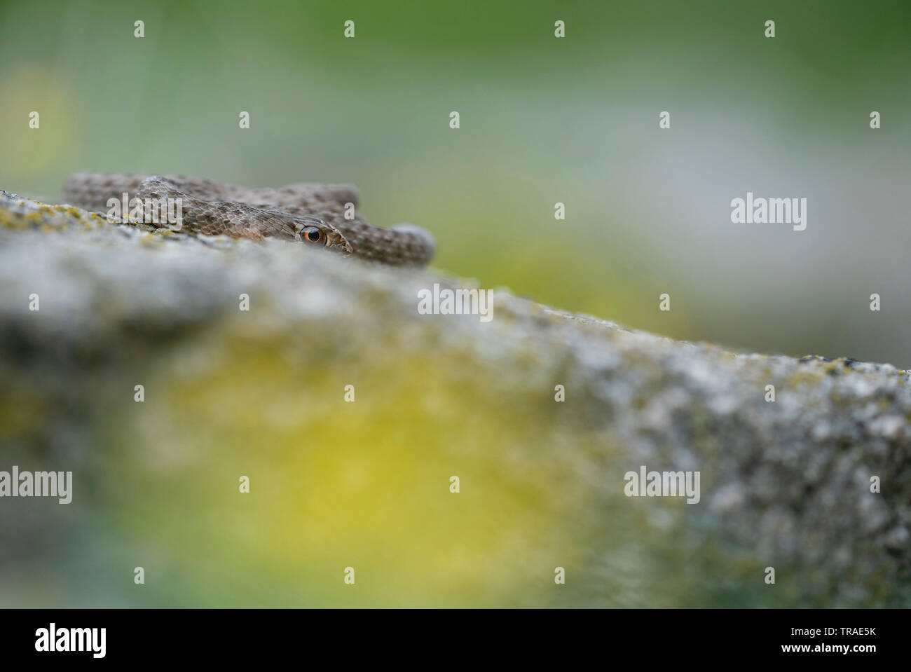 Montpellier snake, Malpolon monspessulanus,basking, early spring in ...