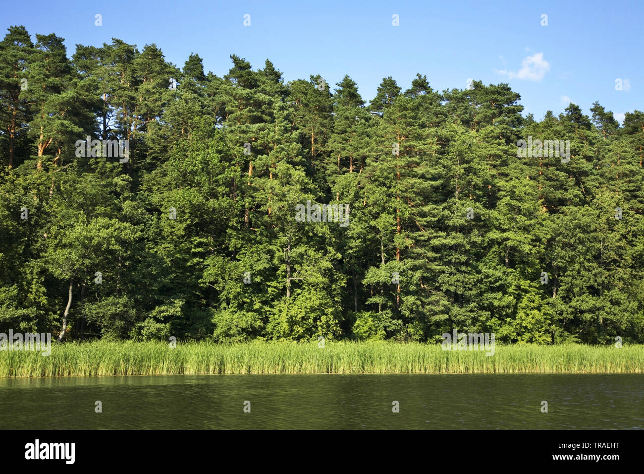Augustow forest hi-res stock photography and images - Alamy