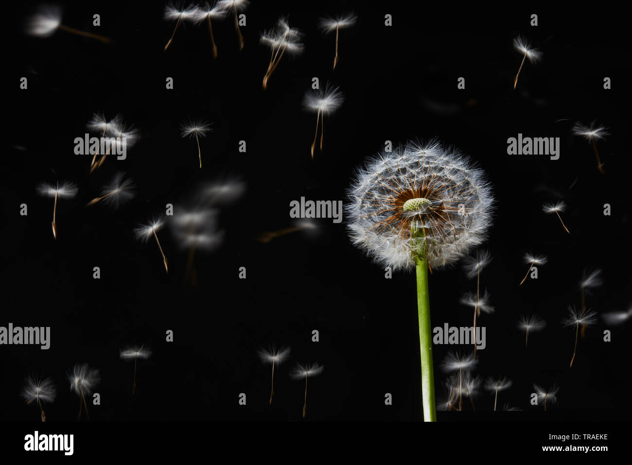 Dandelion seed dispersal hi-res stock photography and images - Alamy