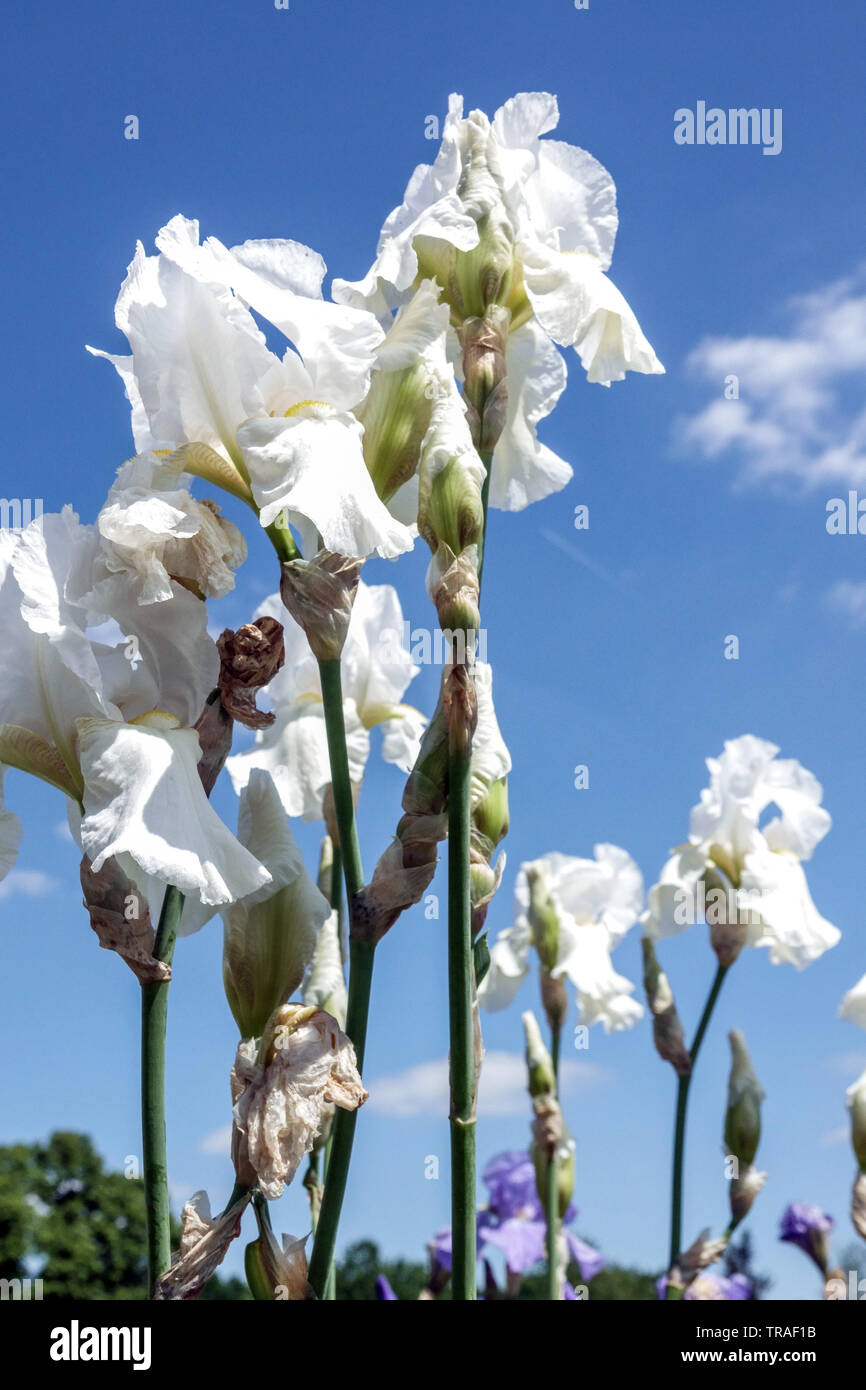 White Iris "New Snow", Irises, Tall Bearded Irises, beautiful garden ...