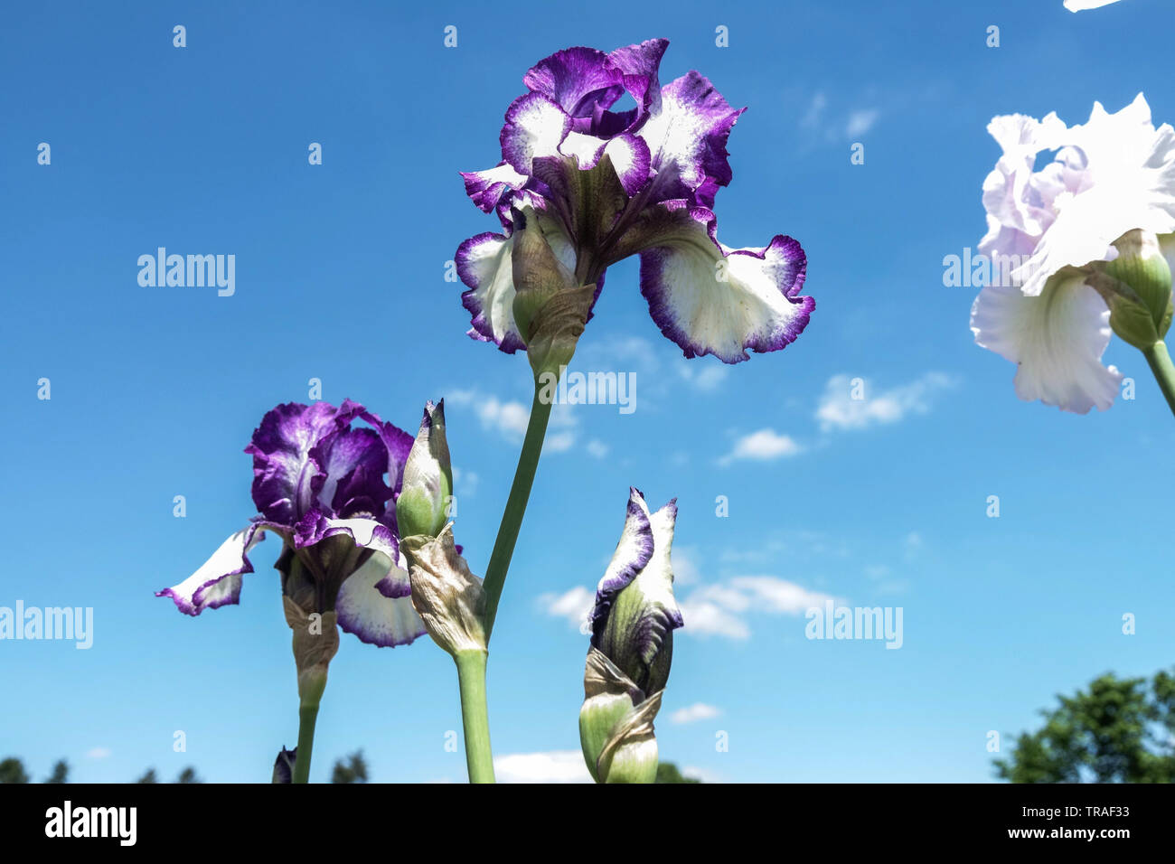 Blue Iris "Aegean Star", Irises, Tall Bearded Iris, garden flowers ...