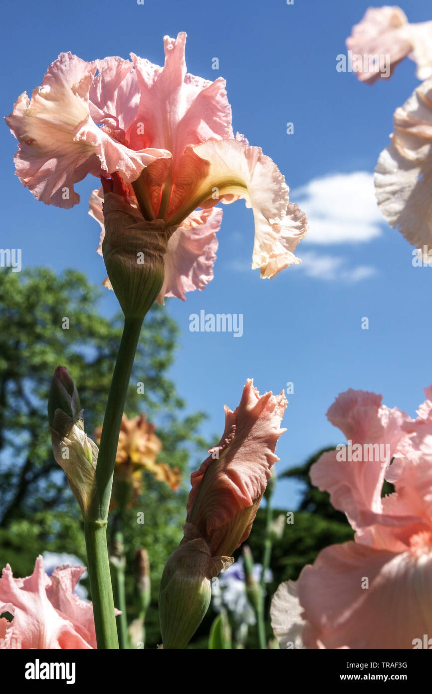 Tall pink flowers hi-res stock photography and images - Alamy