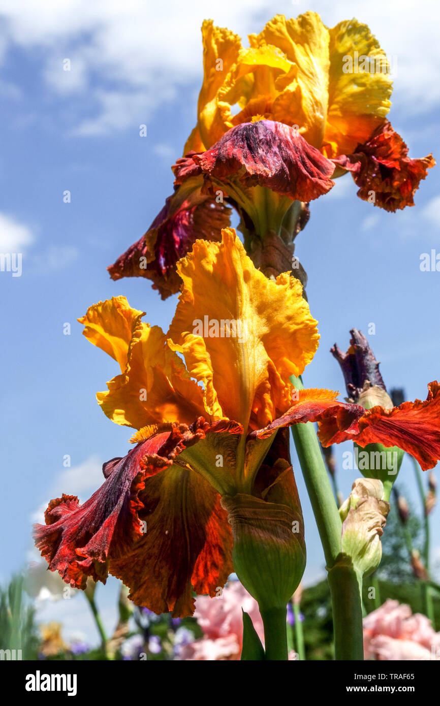 Orange Iris "Fiesta Time", Irises, Tall Bearded Iris, beautiful garden ...