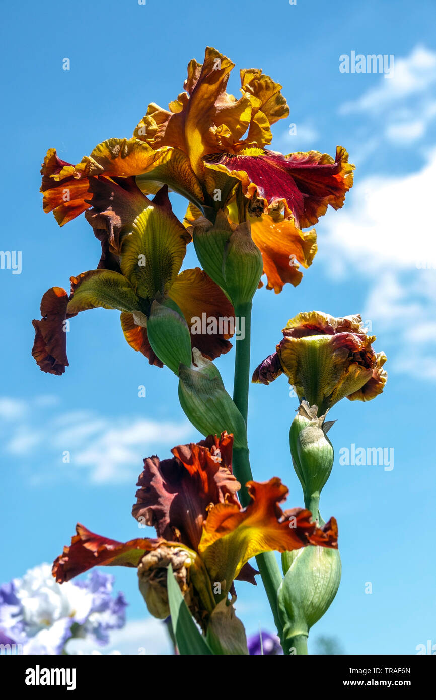Orange Iris "Rustler", Irises, Tall Bearded Iris, beautiful garden ...