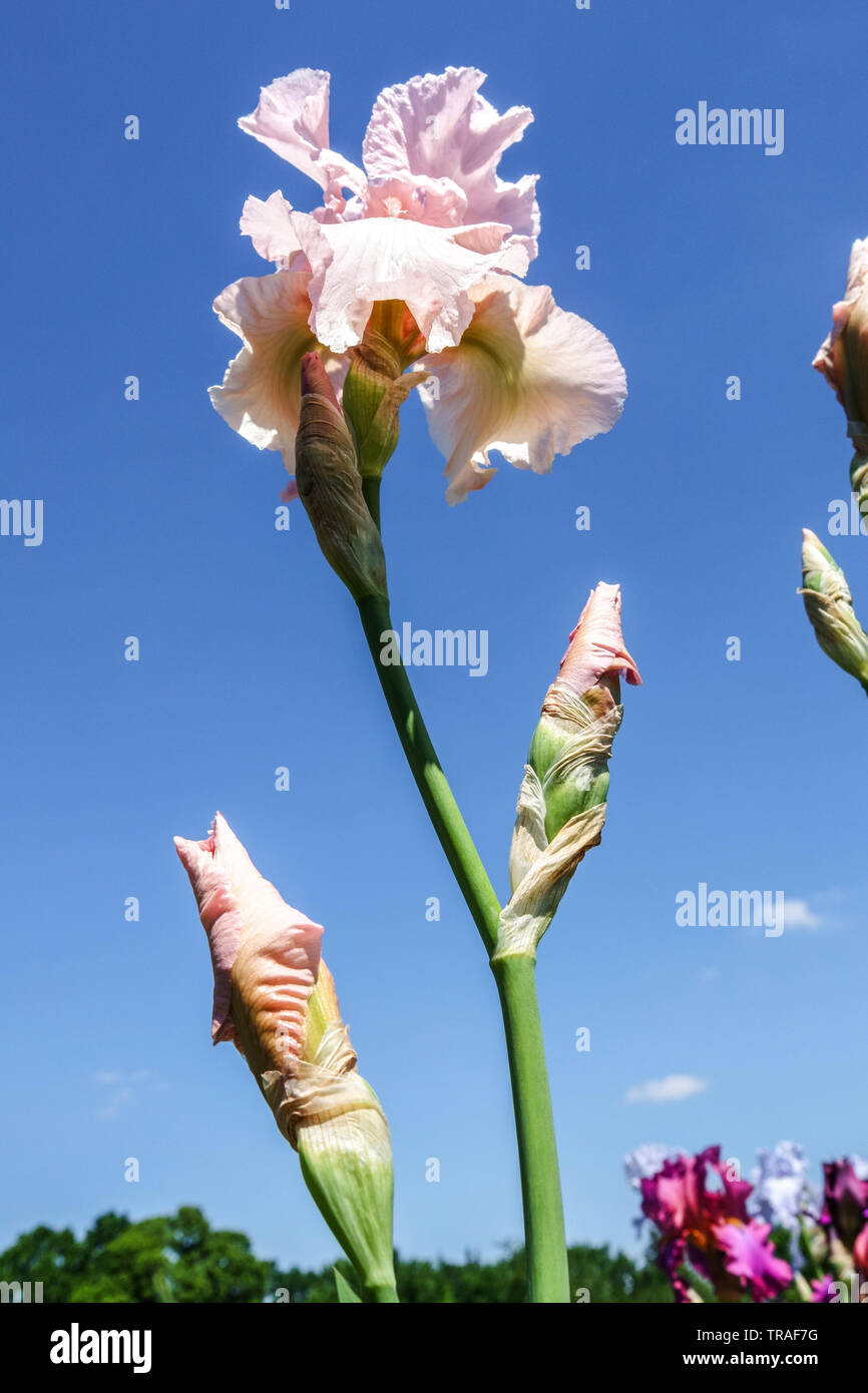 Iris "Vanity", Irises, Tall Bearded Iris, beautiful garden flowers ...