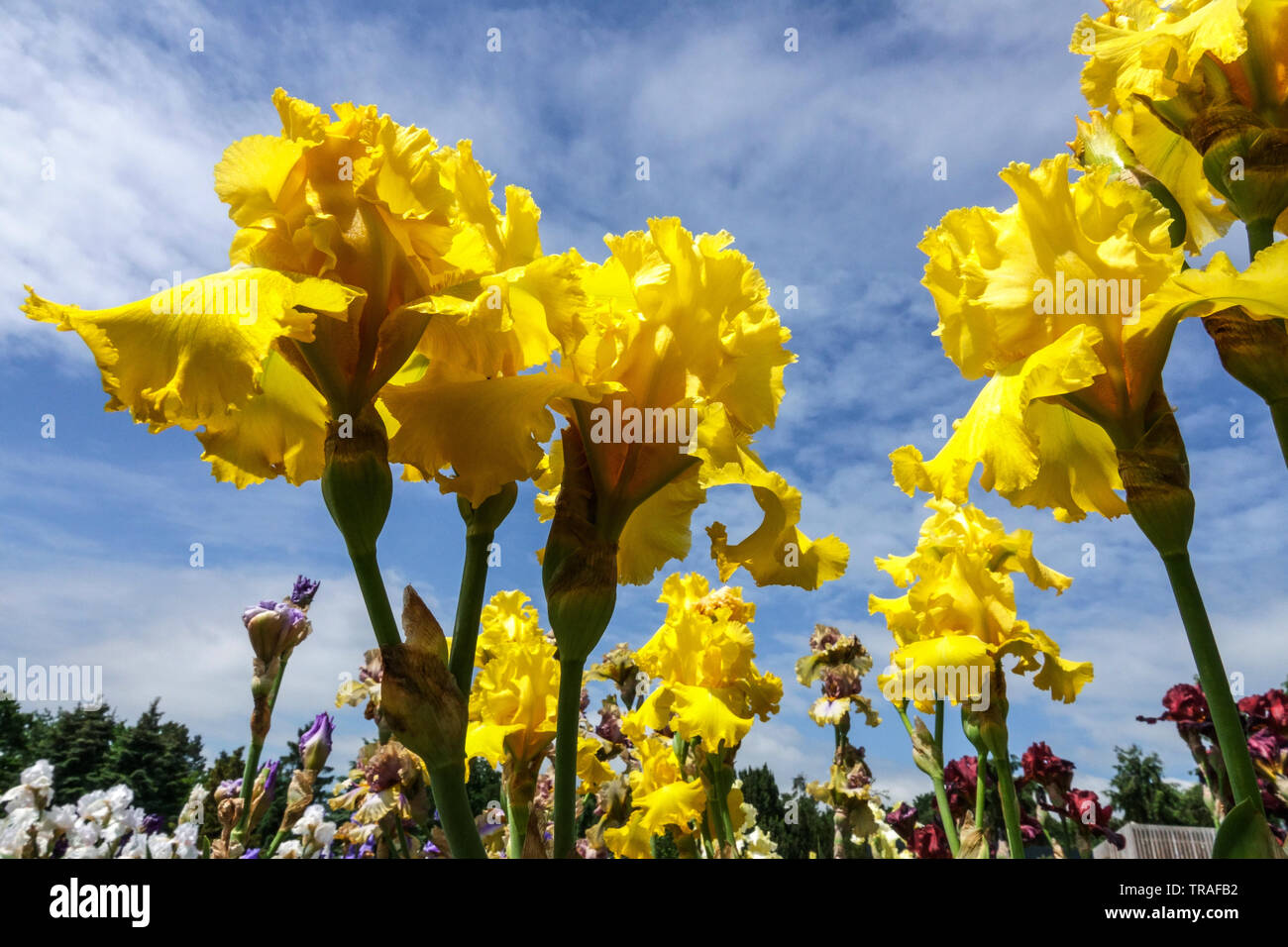 Yellow Irises "Starring Role", Irises, Tall Bearded Iris, beautiful ...