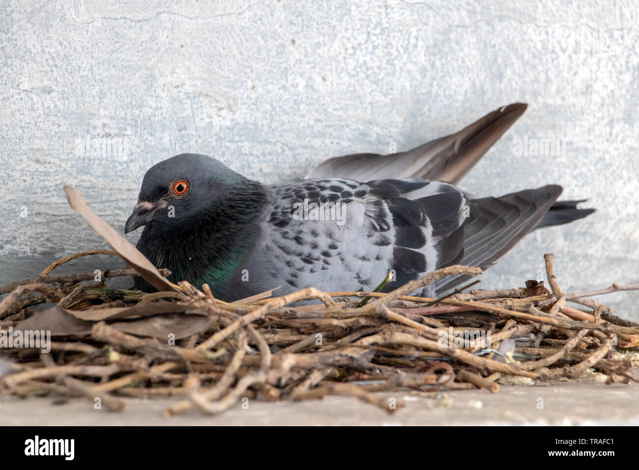 Images Of Pigeon Nest