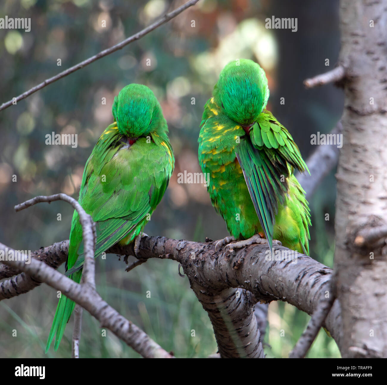 Two green parrots hi-res stock photography and images - Alamy