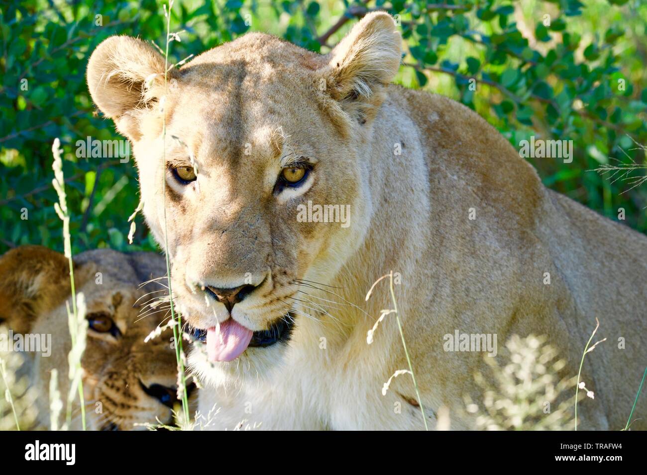 lioness close ups in the savute Stock Photo - Alamy