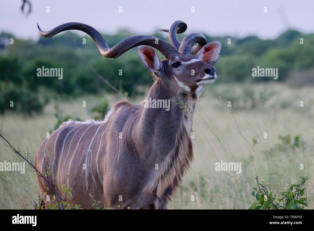 Kudu Antelope Botswana High Resolution Stock Photography and Images - Alamy