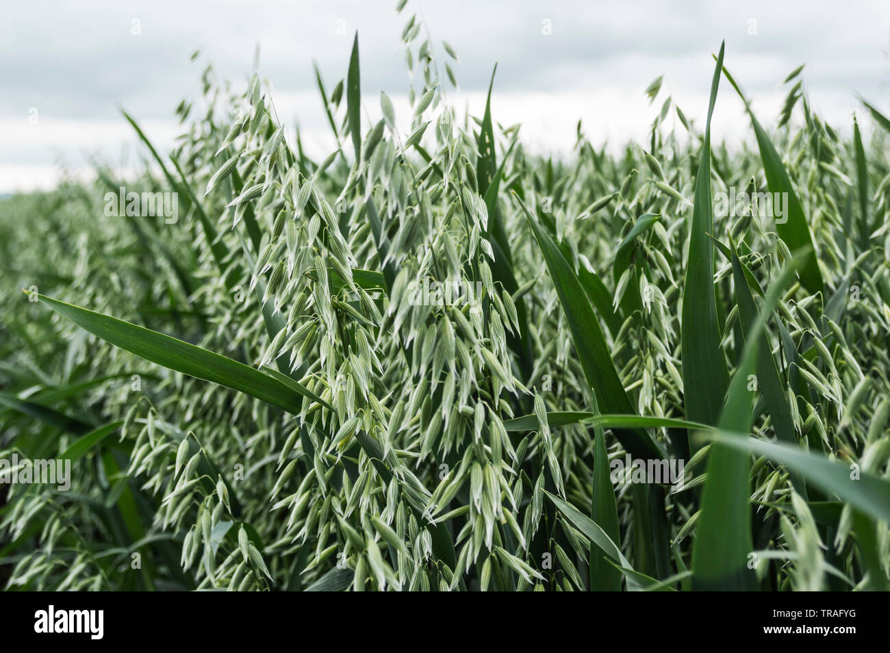 Green oat field on spring day, agricultural concept Stock Photo - Alamy